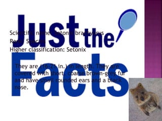 All about quokka | PPTX