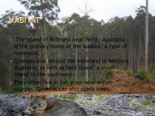 All about quokka | PPTX