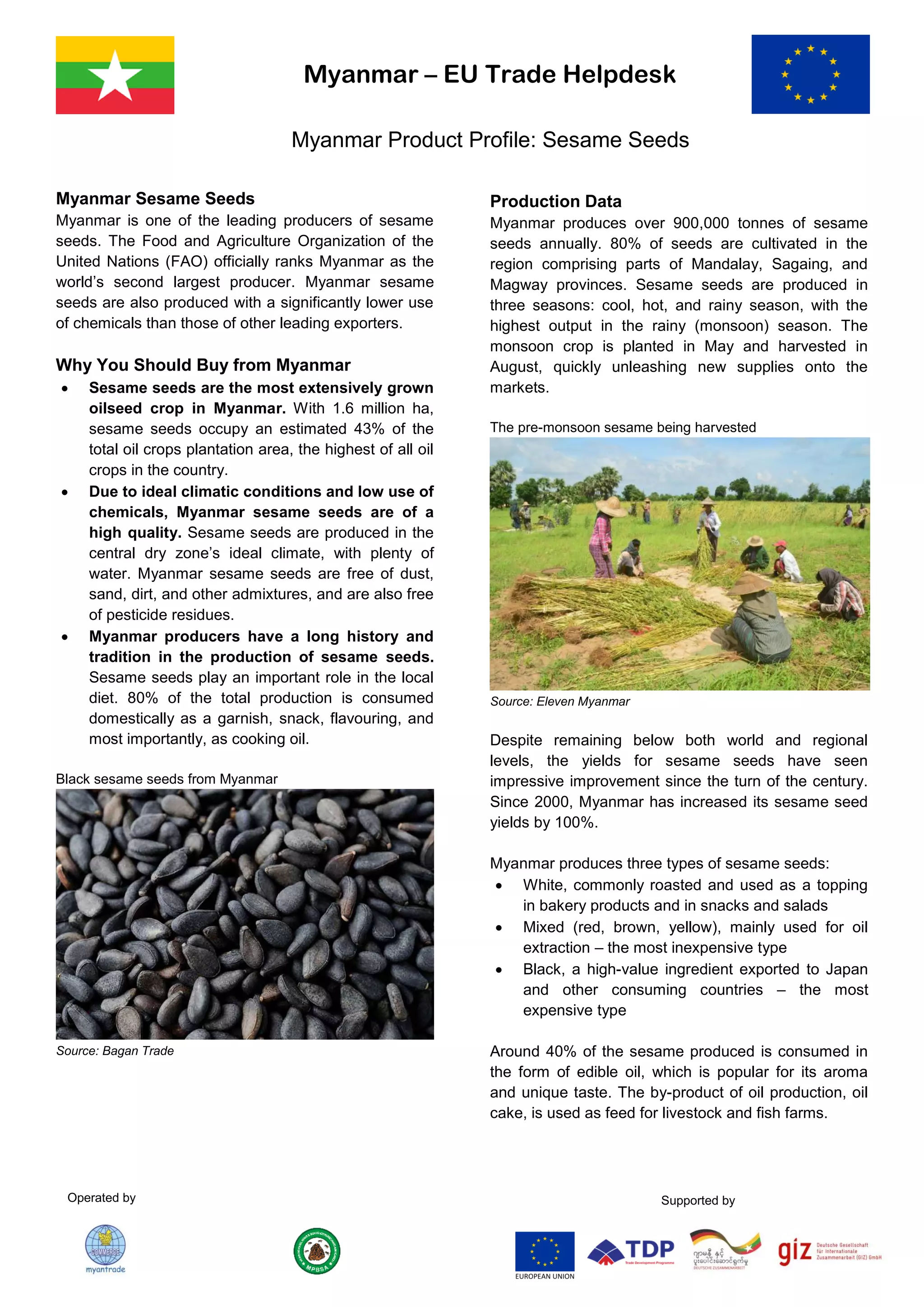 All about sesame seed market in myanmar information collection by myo ...