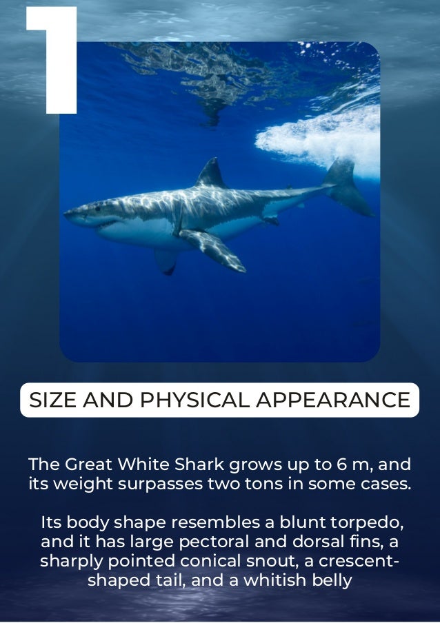 All about Sharks Great White Sharks.pdf