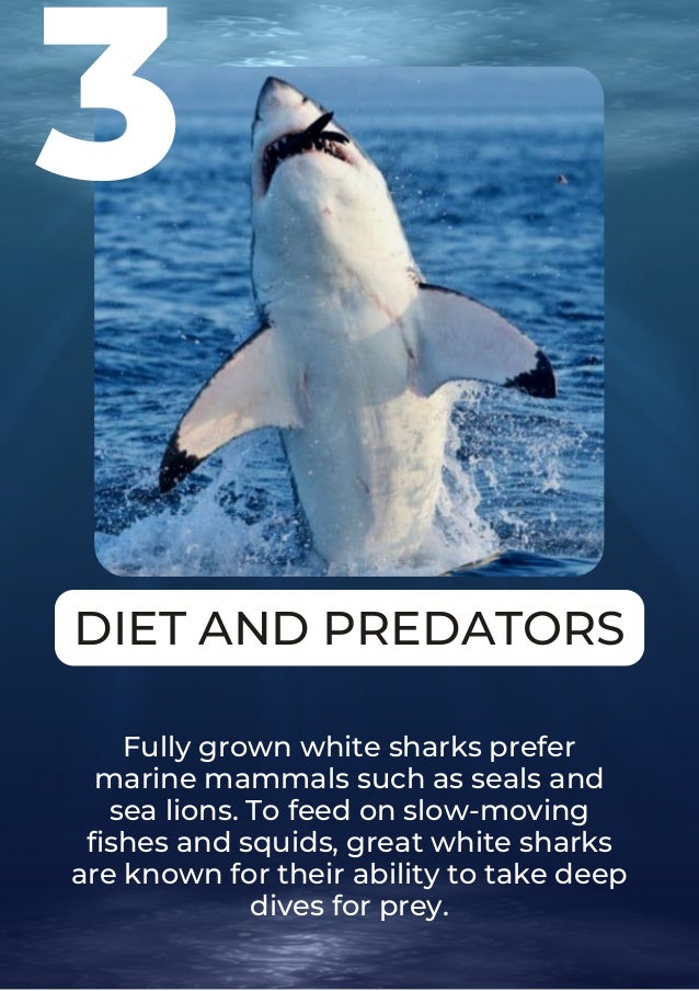 All about Sharks Great White Sharks.pdf