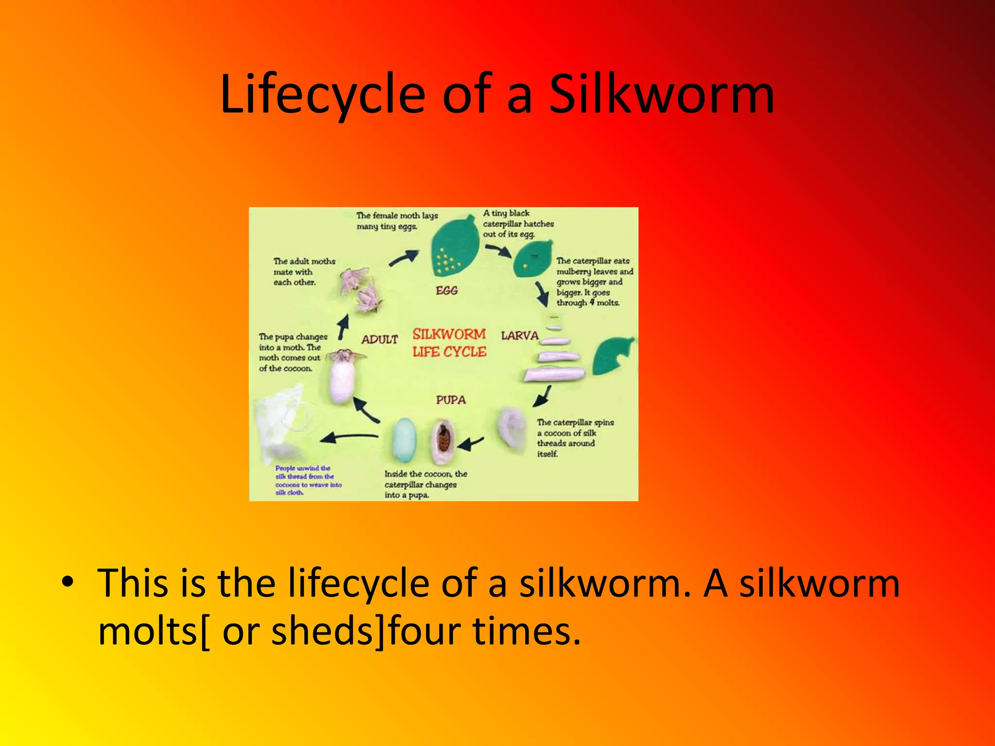 All About Silkworms | PPTX