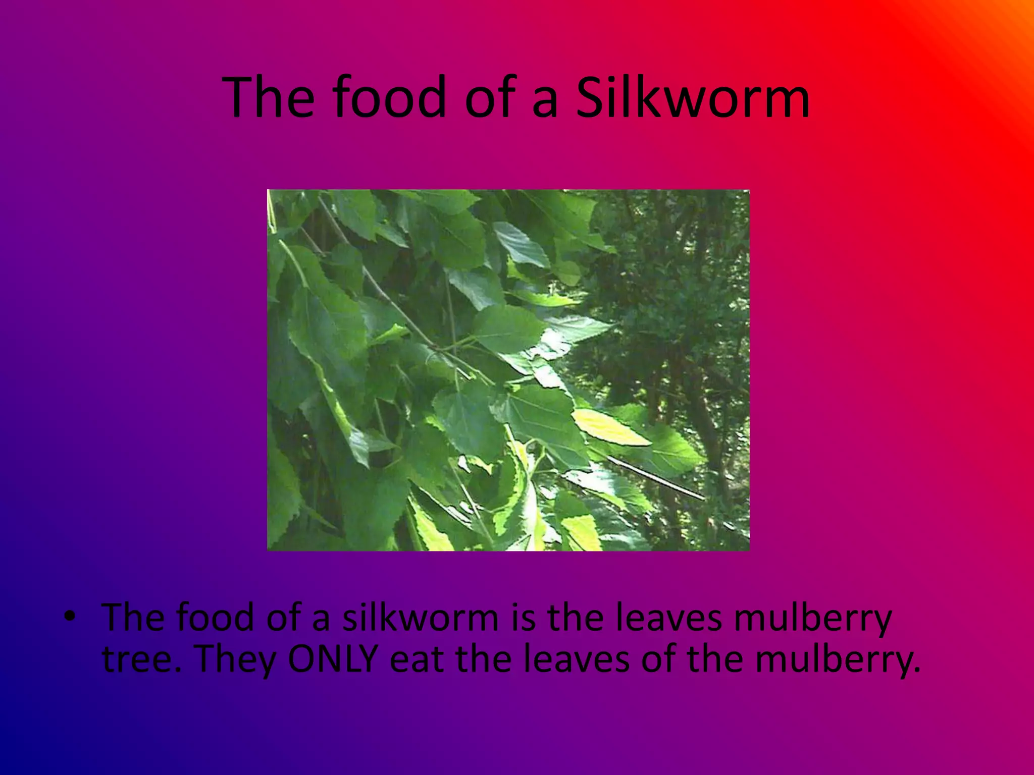 All About Silkworms | PPTX