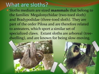 All about sloths | PPTX