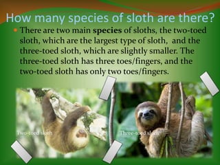 All about sloths | PPTX