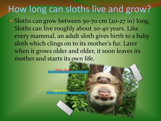 All about sloths | PPTX