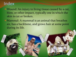 All about sloths | PPTX