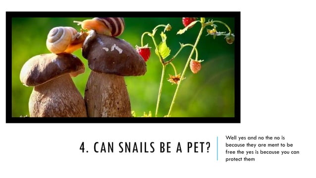 All about snails and their properties .pptx