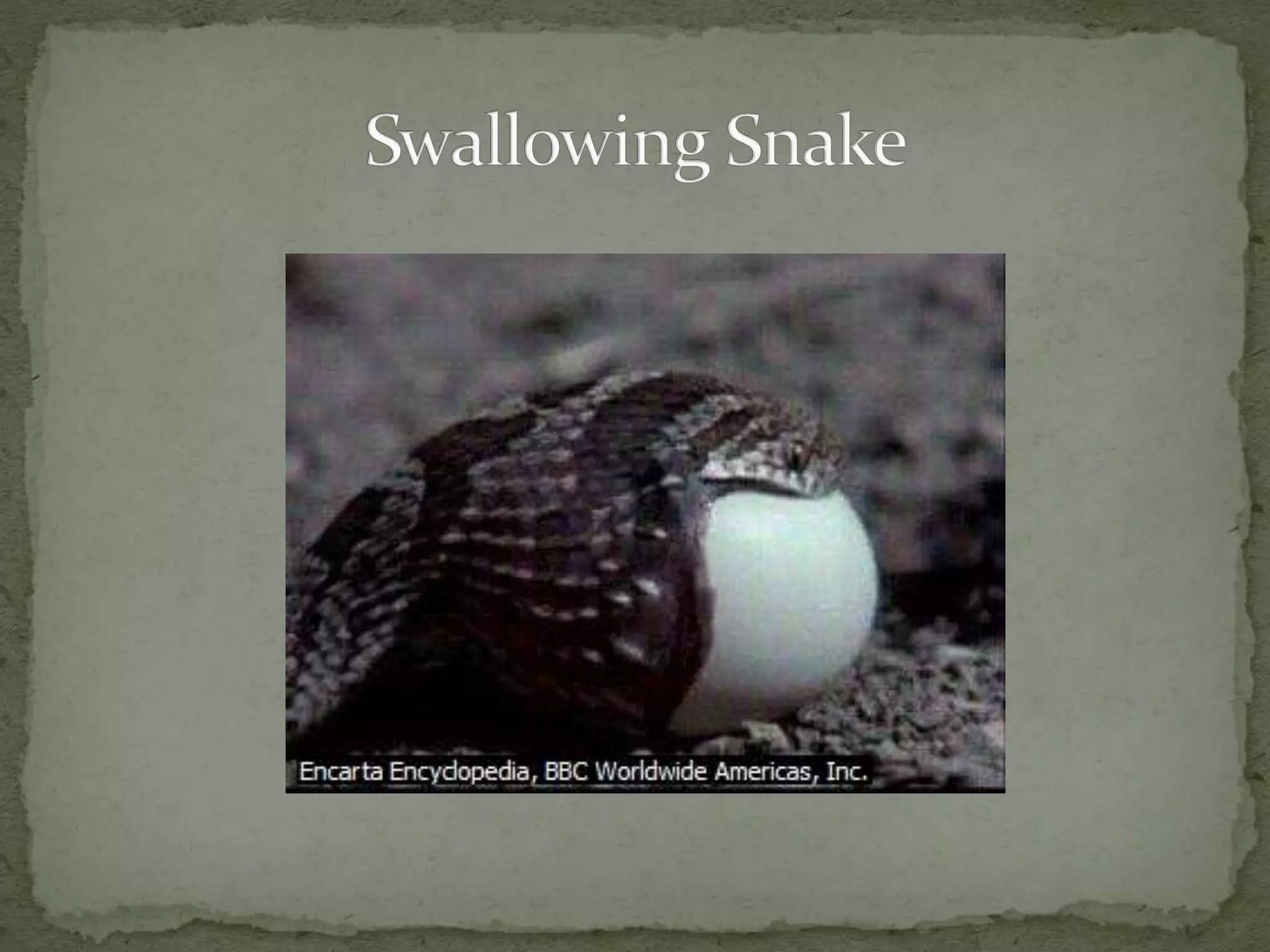 All About Snakes | PPTX