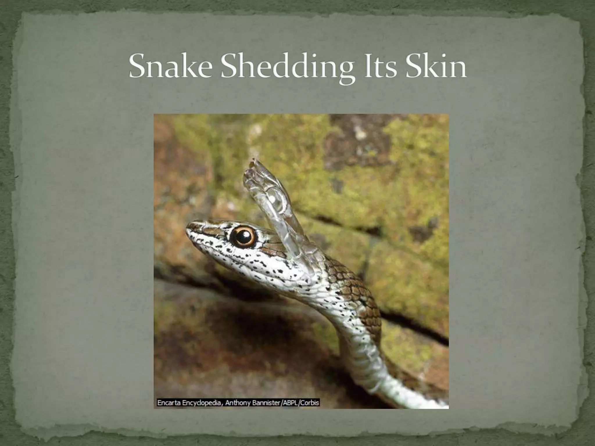 All About Snakes | PPTX