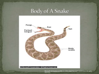 All About Snakes | PPTX