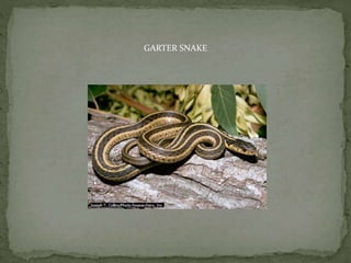 All About Snakes | PPTX