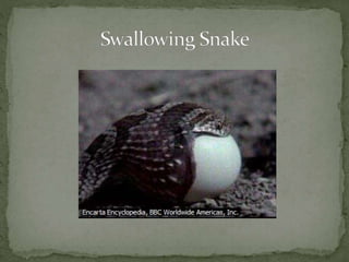 All About Snakes | PPTX