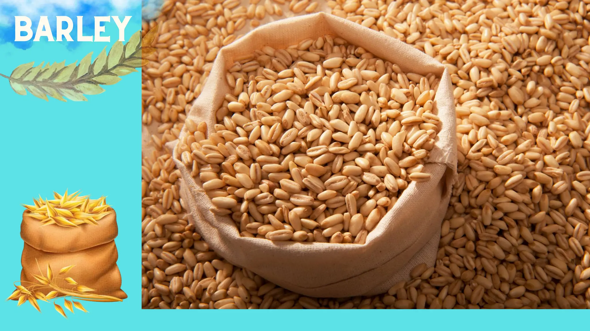 All About Starch and cereals as well as the examples of starch and ...