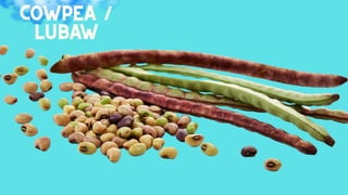All About Starch and cereals as well as the examples of starch and ...