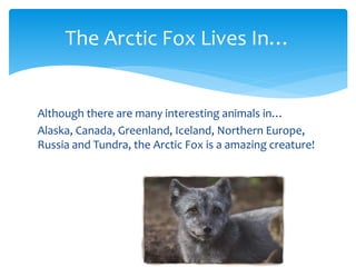 All about the Arctic Fox | PPTX | Polar Travel | Travel Locations