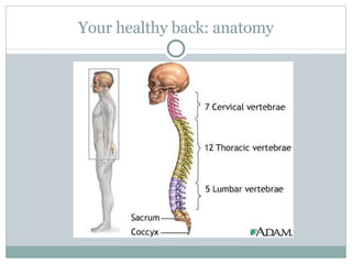All About The Back | PPT