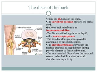 All About The Back | PPT