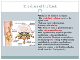 All about the back | PPT