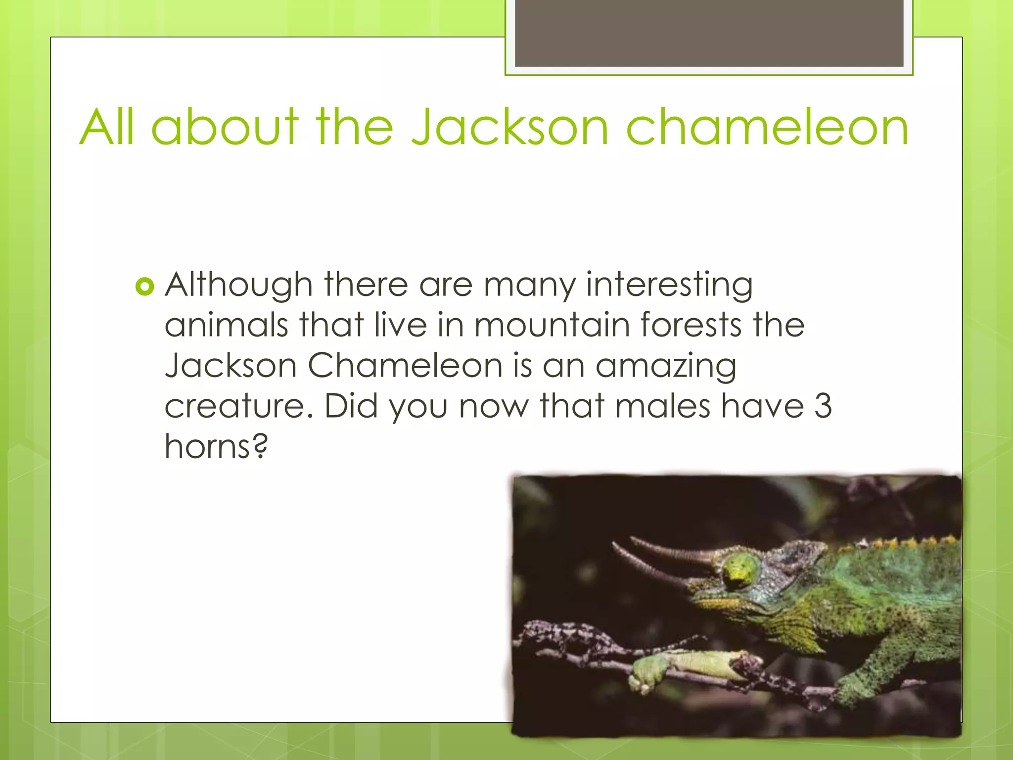 All about the Jackson Chameleon | PPT