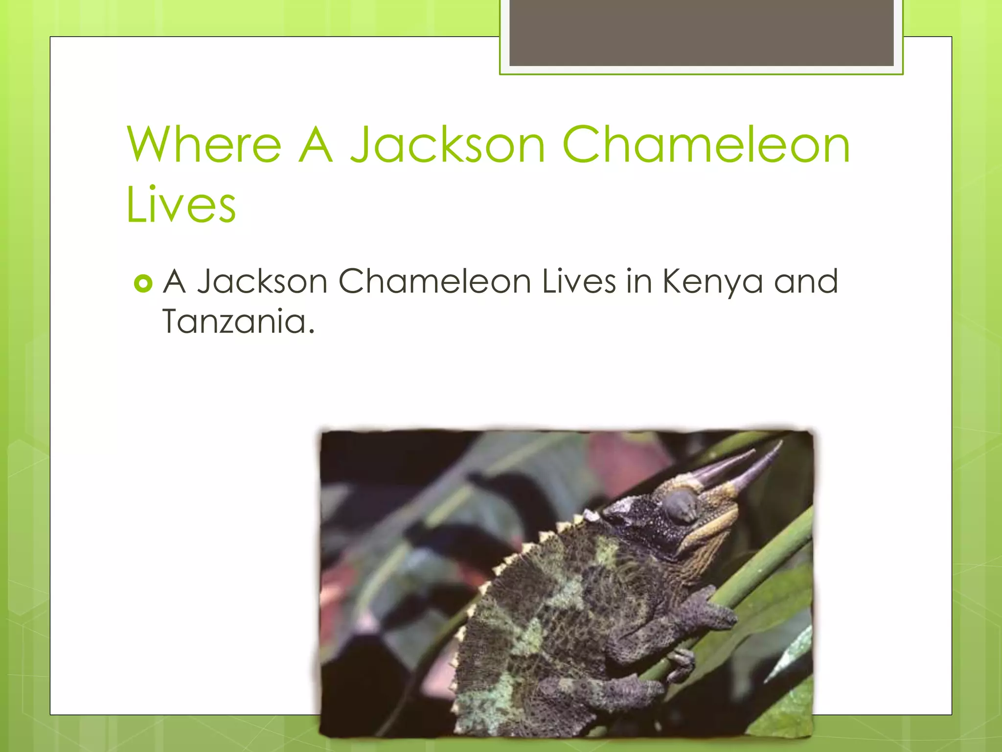 All about the Jackson Chameleon | PPT