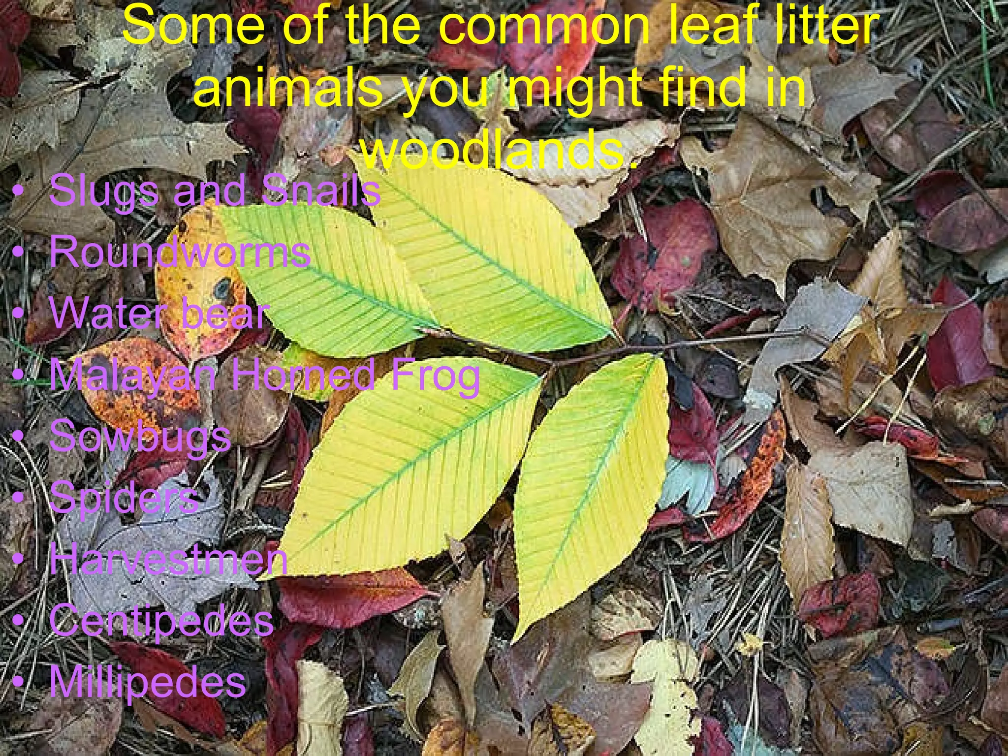 All about the leaf litter community | PPT