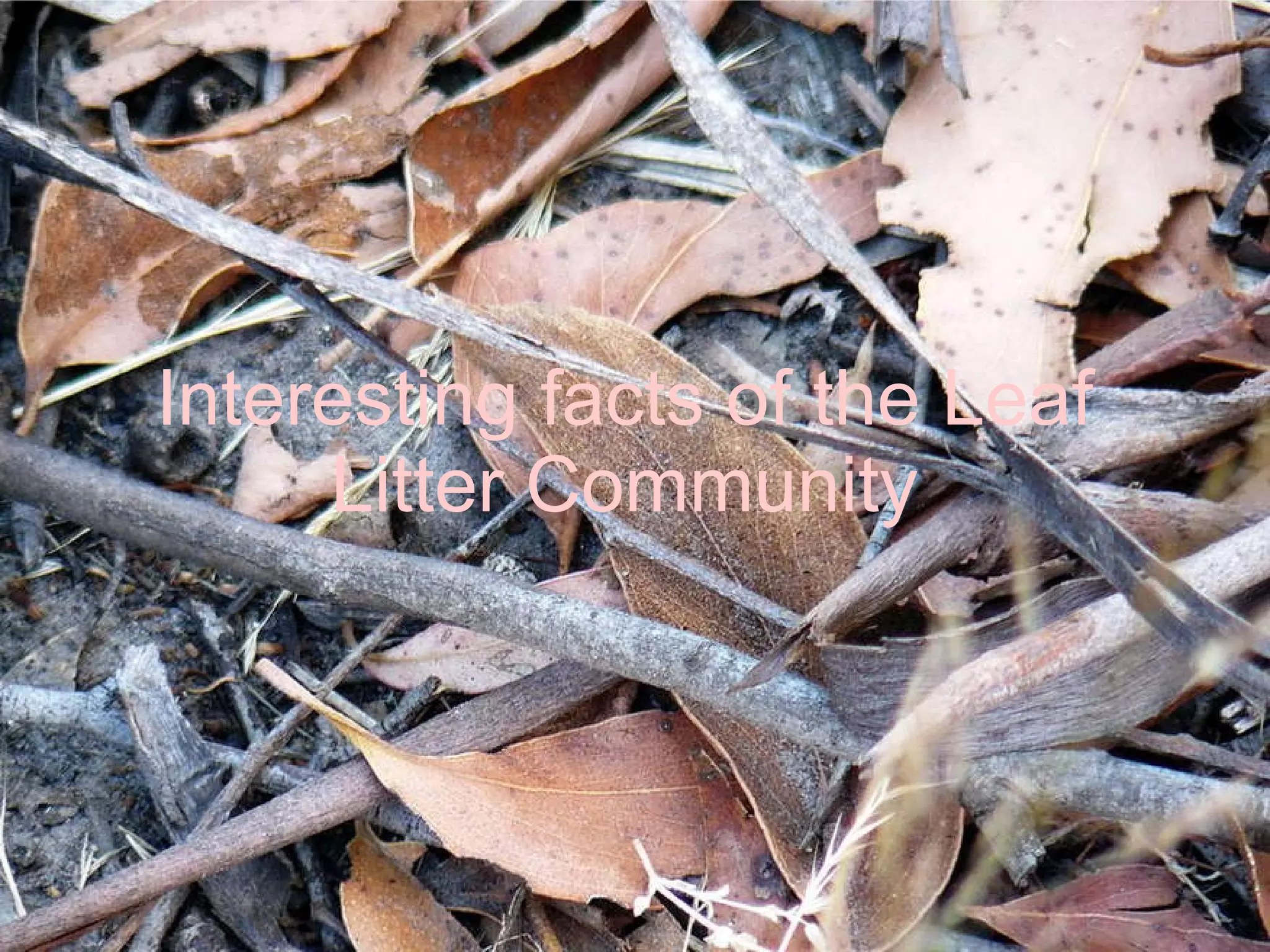 All about the leaf litter community | PPT