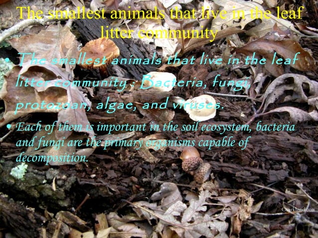 All about the leaf litter community | PPT