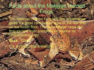 All about the leaf litter community | PPT