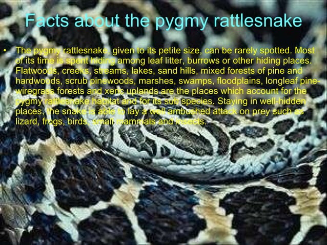 All about the leaf litter community | PPT