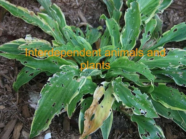 All about the leaf litter community | PPT