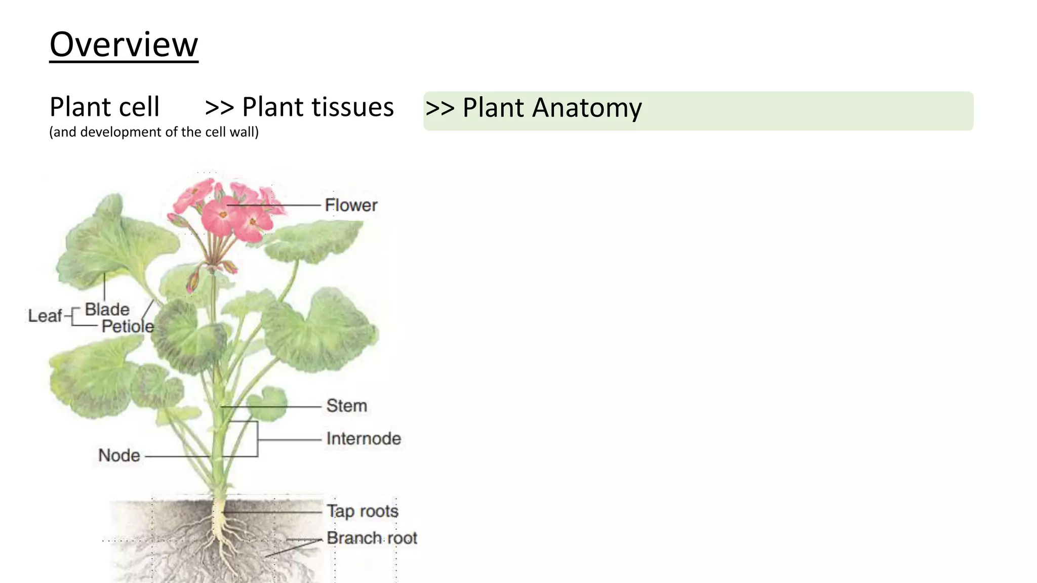 All about the plant.pptx