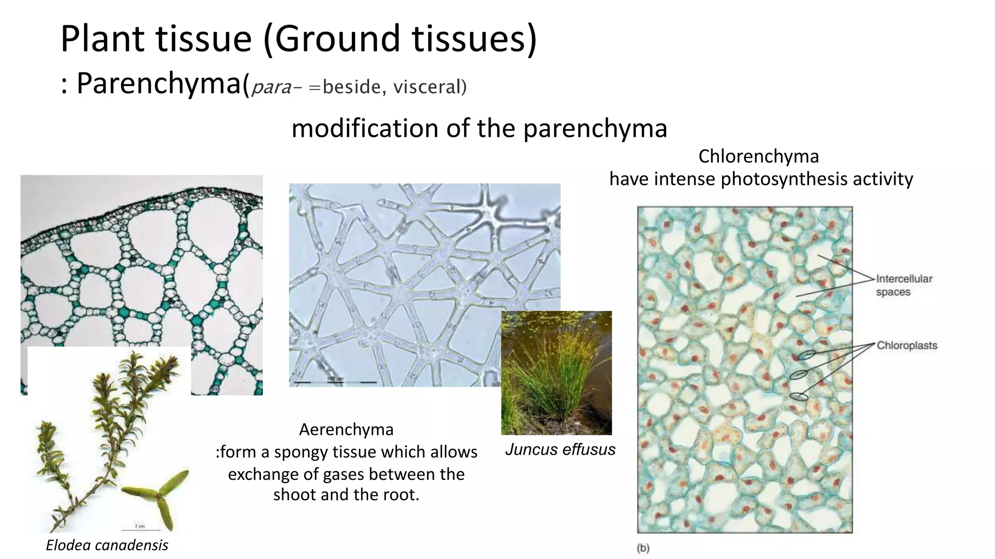 All about the plant.pptx