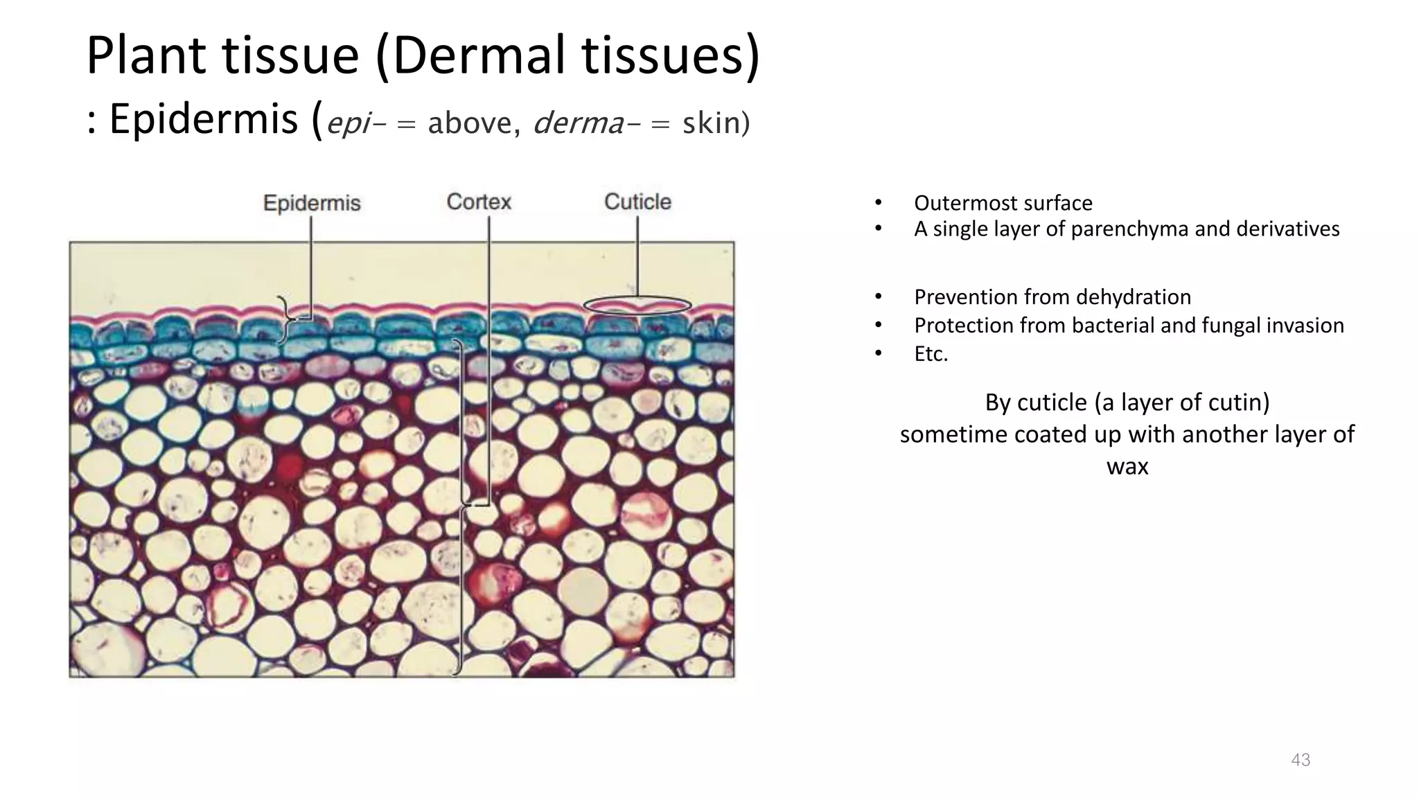 All about the plant.pptx