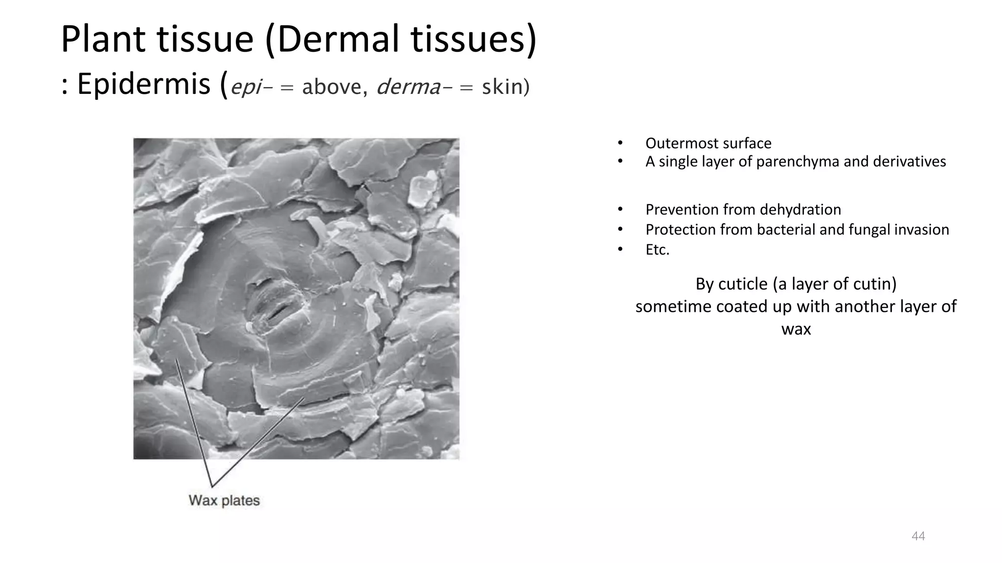 All about the plant.pptx