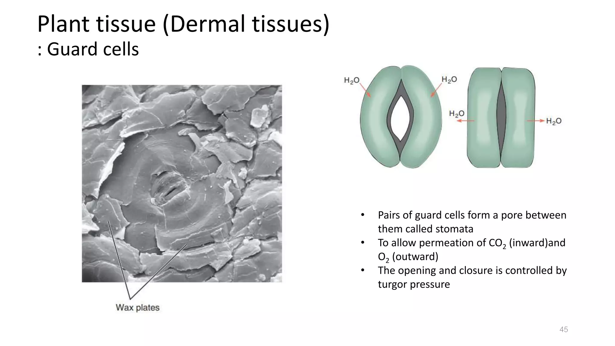 All about the plant.pptx