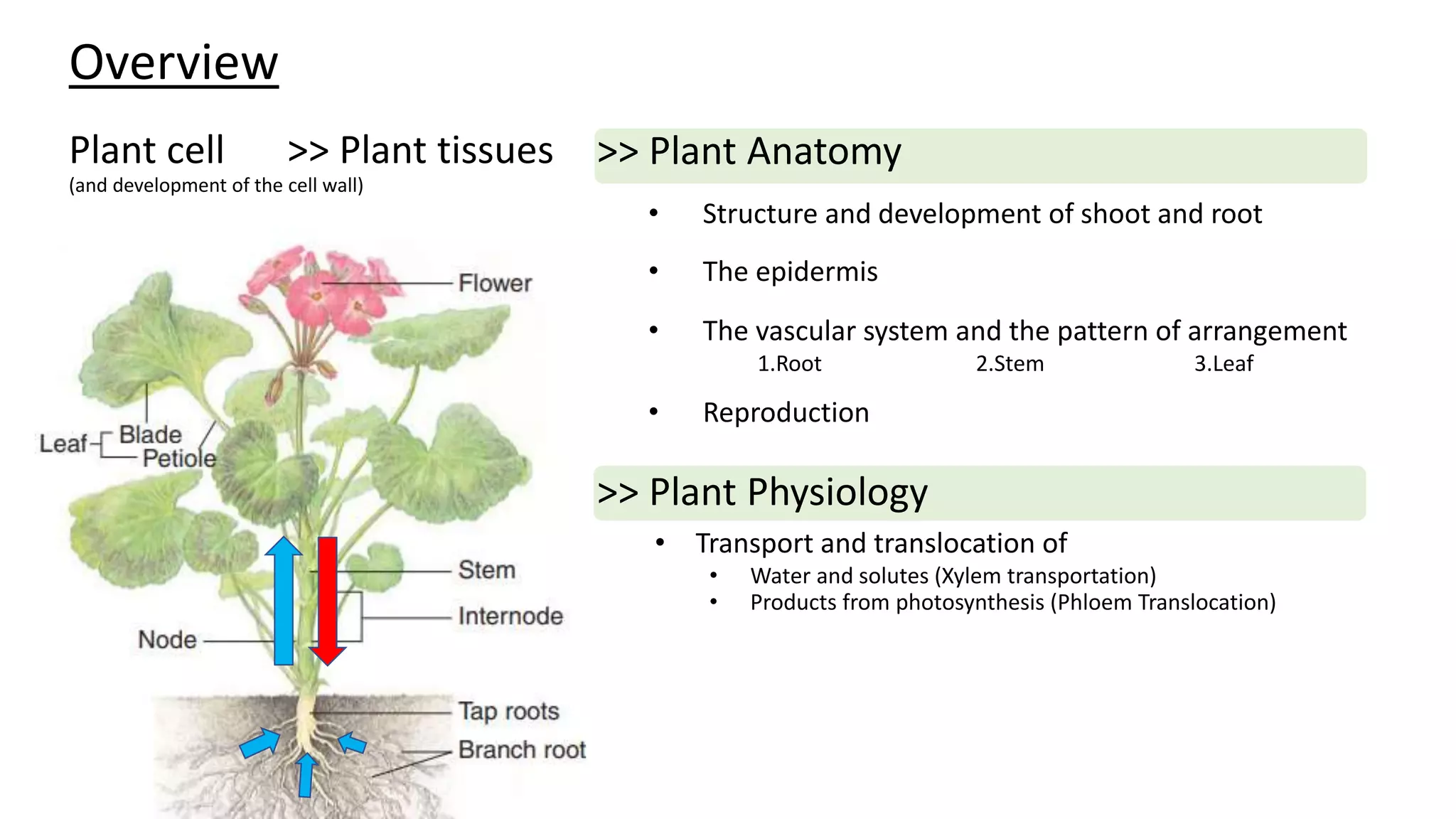 All about the plant.pptx