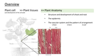 All about the plant.pptx