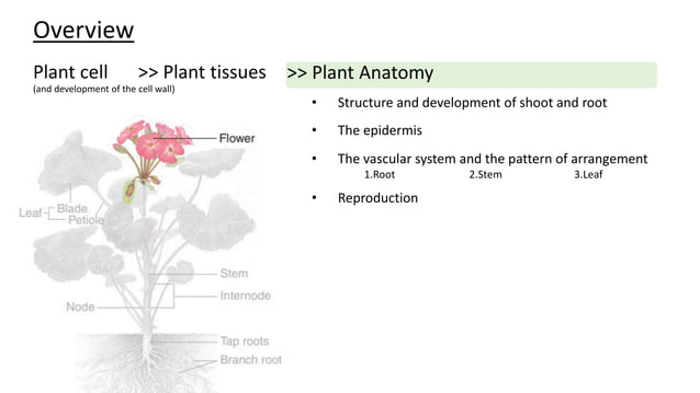All about the plant.pptx