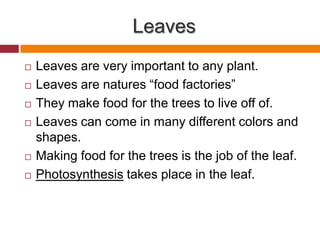 All about the tree | PPTX