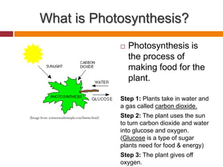 All about the tree | PPTX