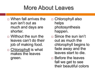 All about the tree | PPTX