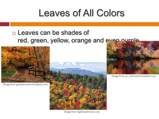 All about the tree | PPTX