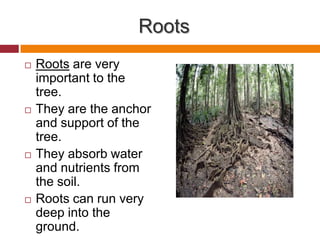 All about the tree | PPTX