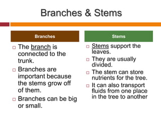 All about the tree | PPTX