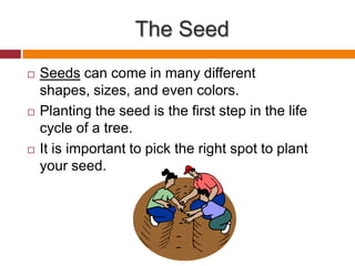 All about the tree | PPTX