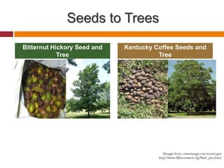 All about the tree | PPTX