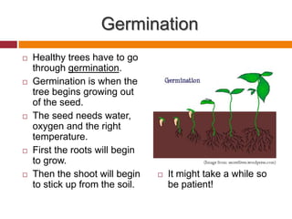 All about the tree | PPTX