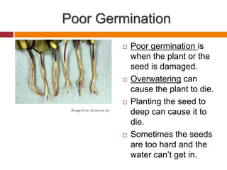All about the tree | PPTX