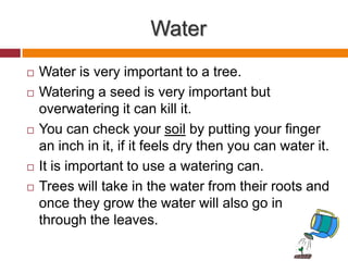 All about the tree | PPTX